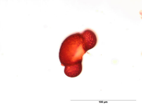 Ancient Pollen Trapped in Greenland Ice Uncovers Changes in Canadian ...